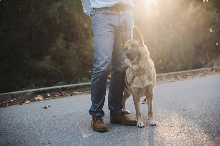 Understanding and Preventing Common Dog Anxiety Triggers – Dog Nation