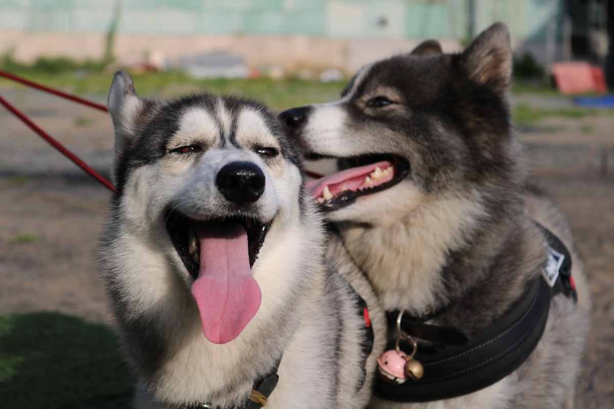 Achieving a Harmonious Dog-Sibling Relationship Tips and Tricks – Dog ...